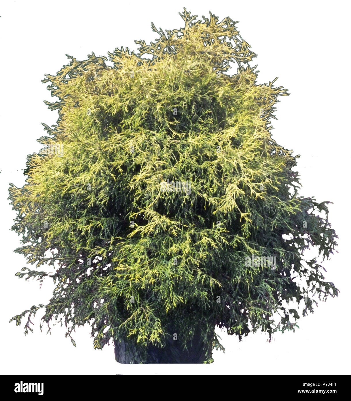 Leafy shrubs Cut Out Stock Images & Pictures - Alamy