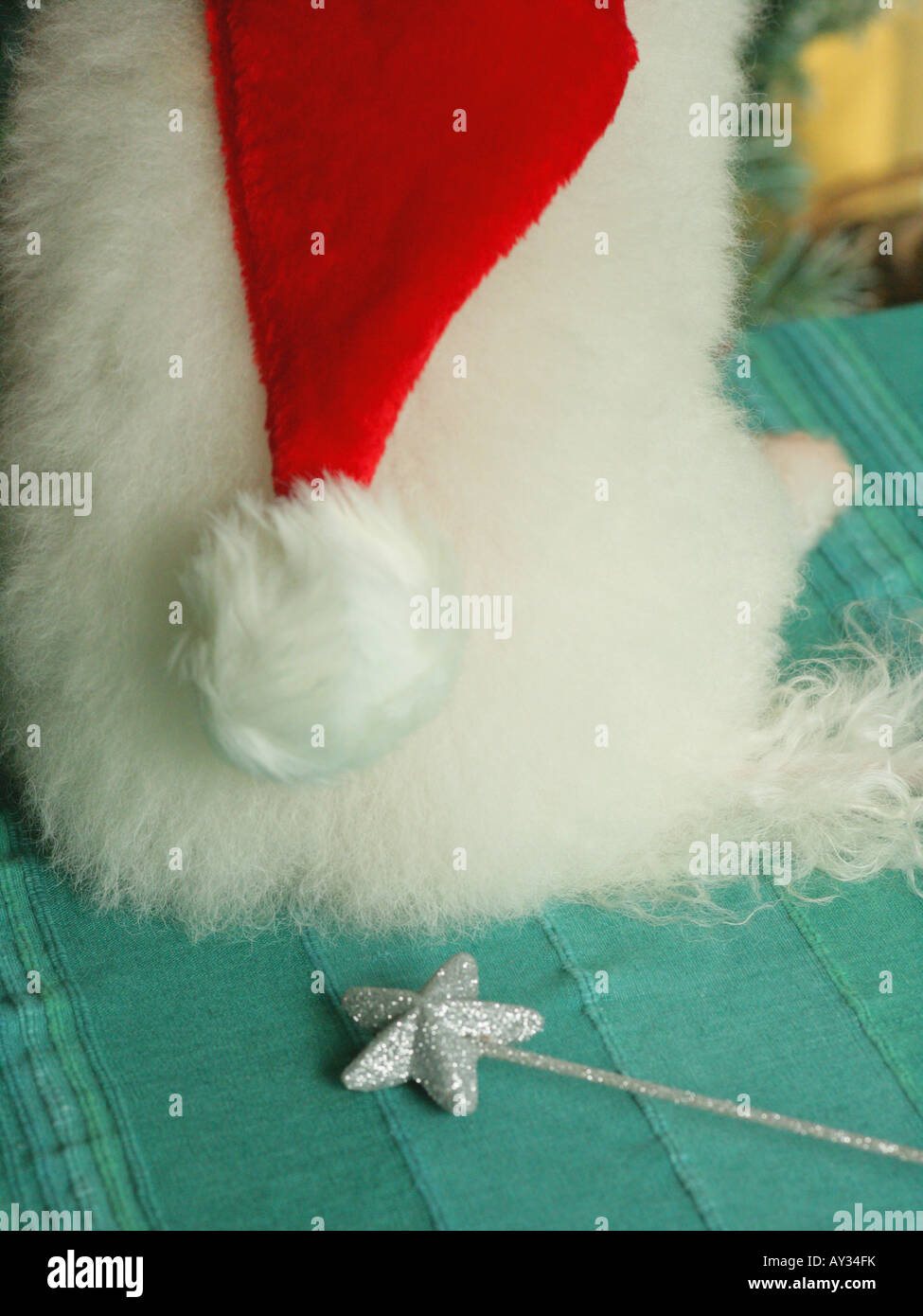 Close-up of a magic wand near a Bichon Frise Stock Photo - Alamy