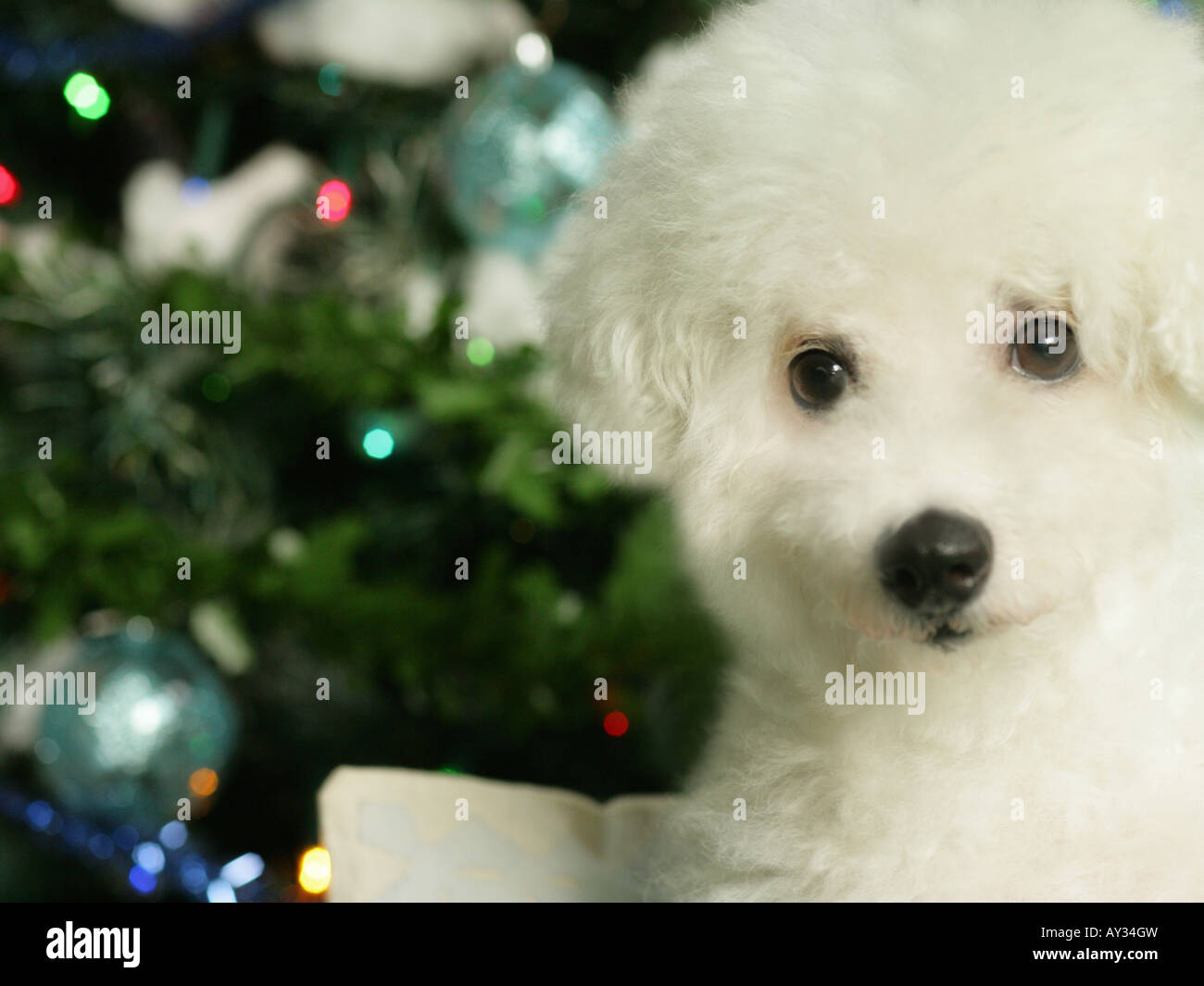 Close-up of a Bichon Frise Stock Photo - Alamy