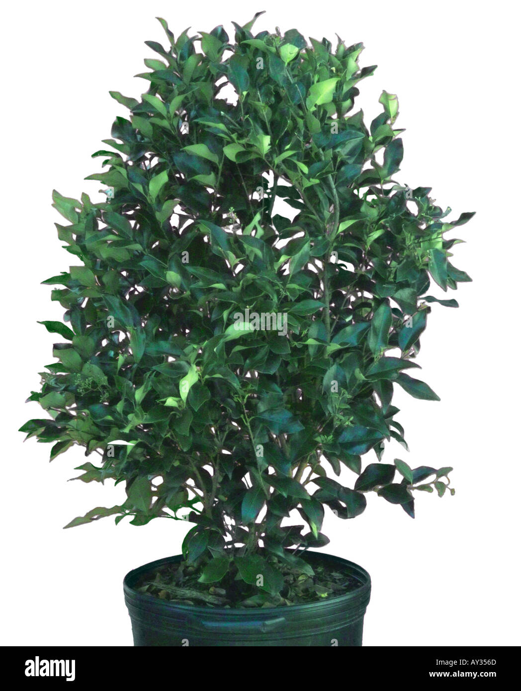 Ficus tree shrub bush Stock Photo - Alamy