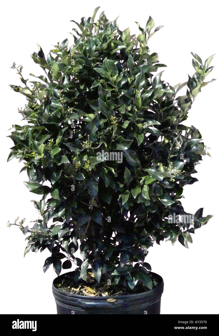 Ficus tree shrub bush Stock Photo - Alamy