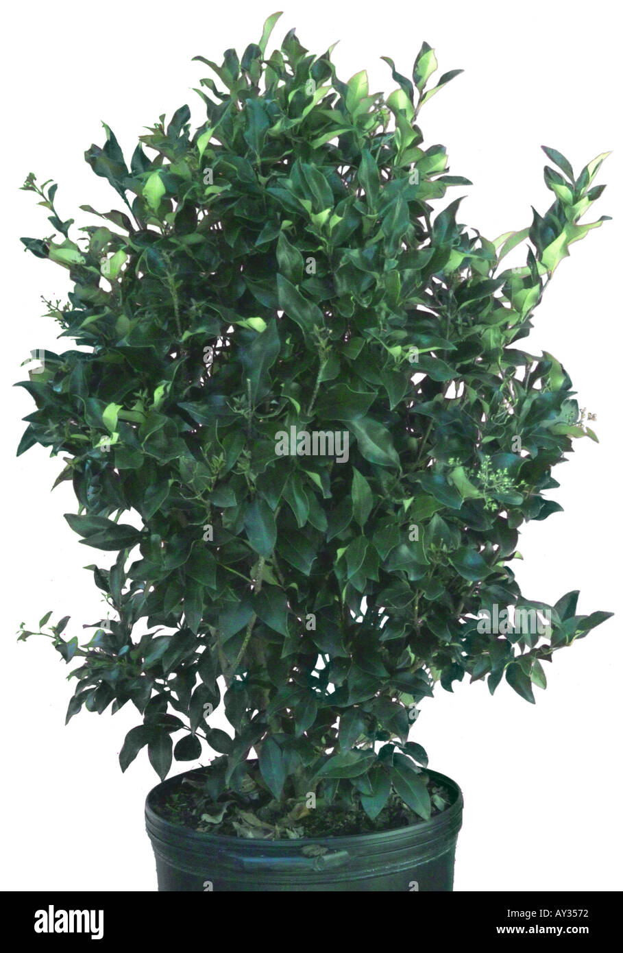 Ficus tree shrub bush Stock Photo - Alamy