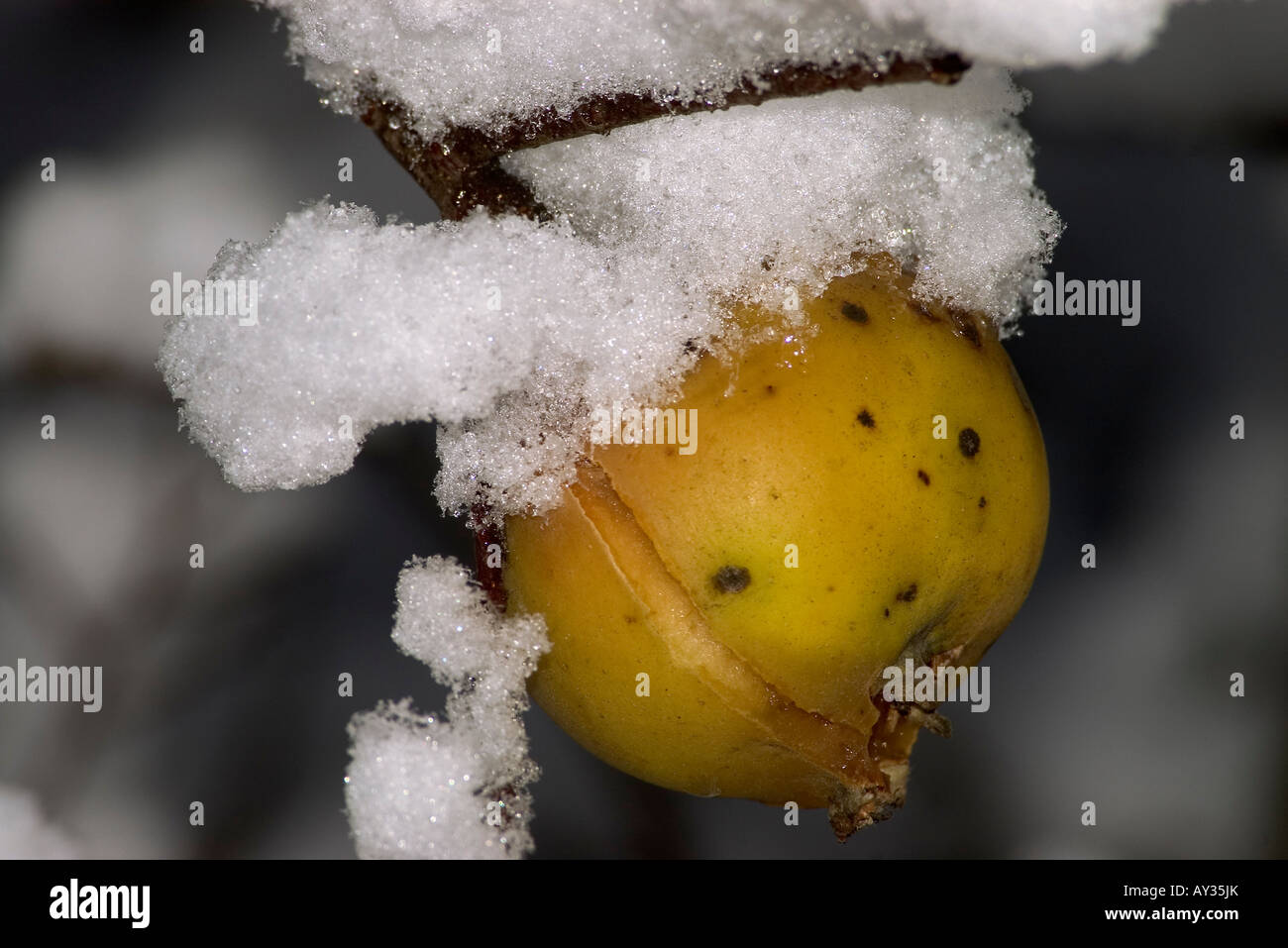 Frozen Apple on the Branch of the Apple Tree Stock Photo - Alamy
