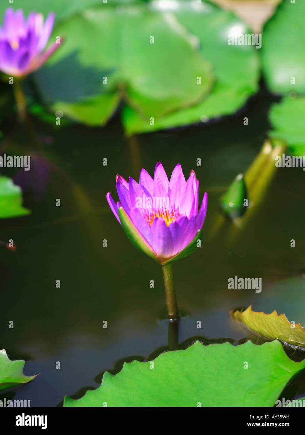 Close-up of a lotus flower Stock Photo - Alamy