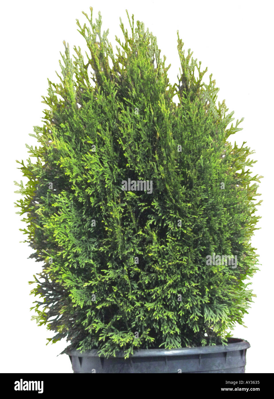 Conifer Cypress Evergreen Shrub Stock Photo - Alamy
