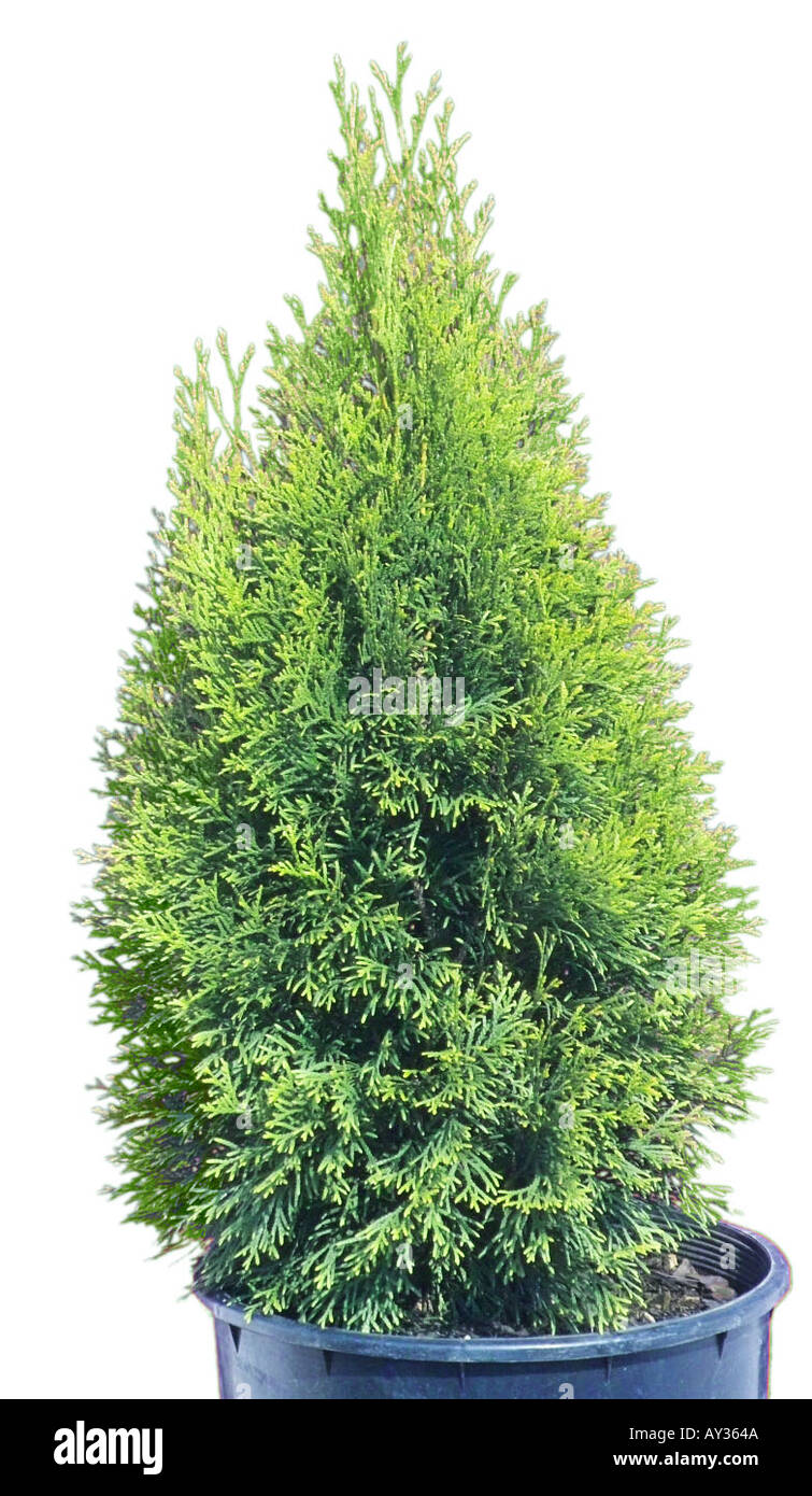 Conifer Cypress Evergreen Shrub Stock Photo - Alamy