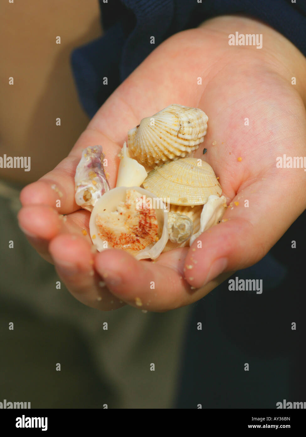 Seashells boy hi-res stock photography and images - Alamy