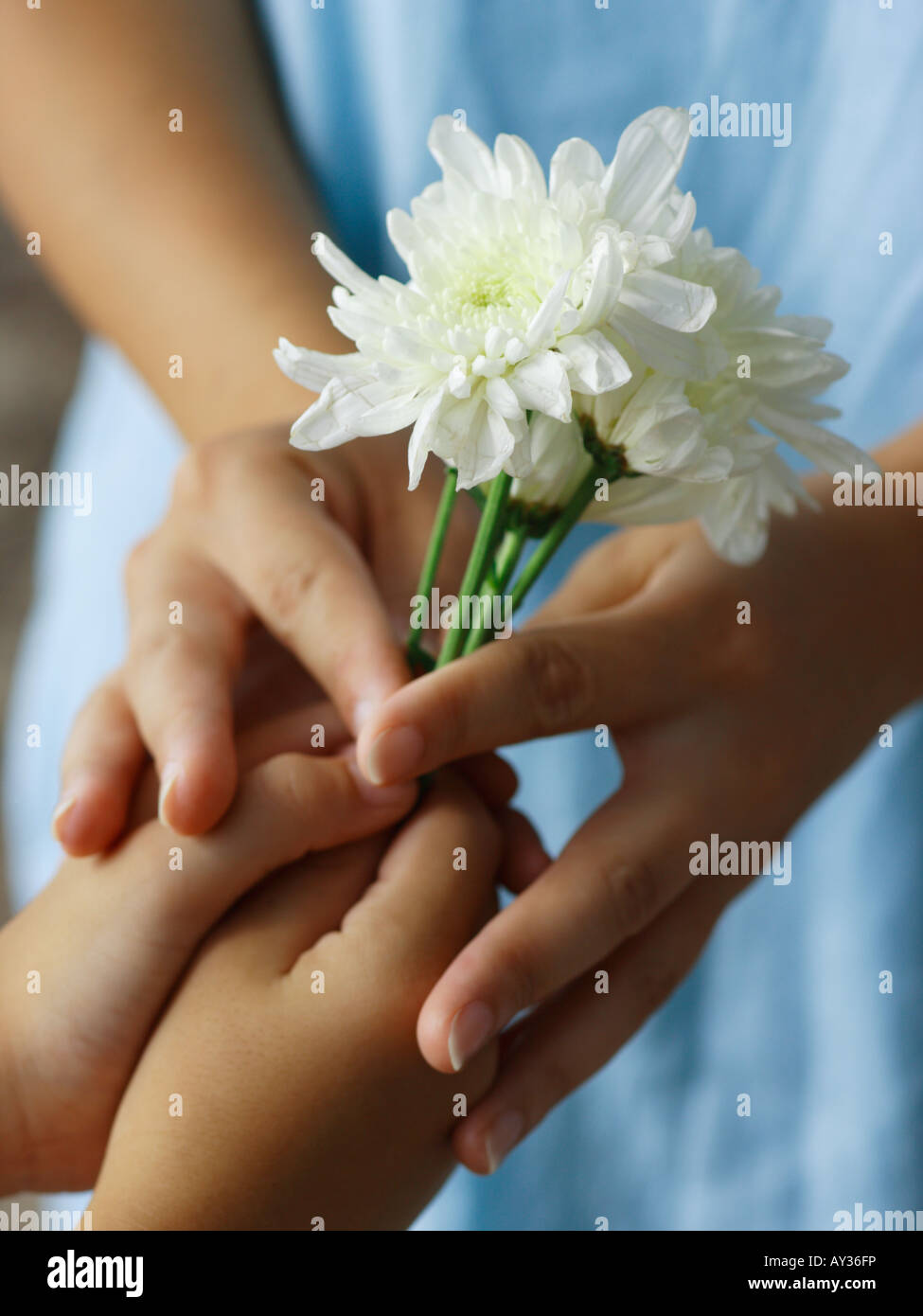 Close-up of a boy giving a flower to a woman Stock Photo - Alamy