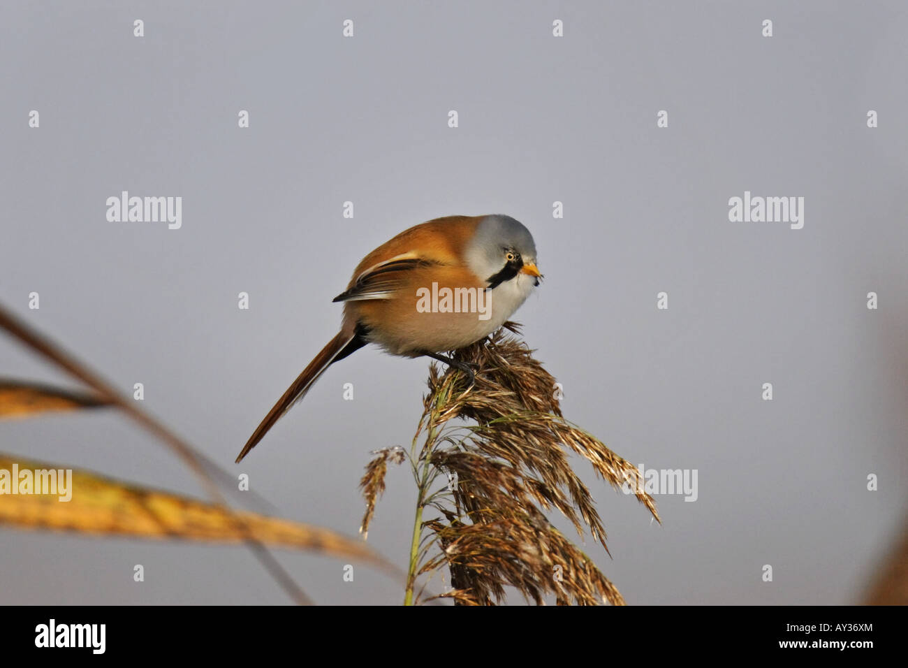 Bartmeise Panurus biarmicus Timaliidae male Stock Photo - Alamy