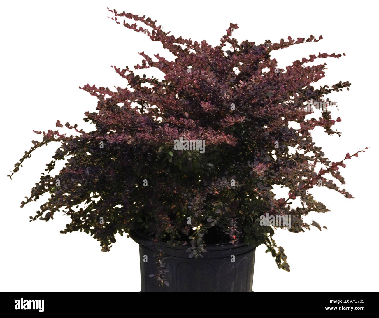 Rosy Barberry bush shrub Stock Photo - Alamy