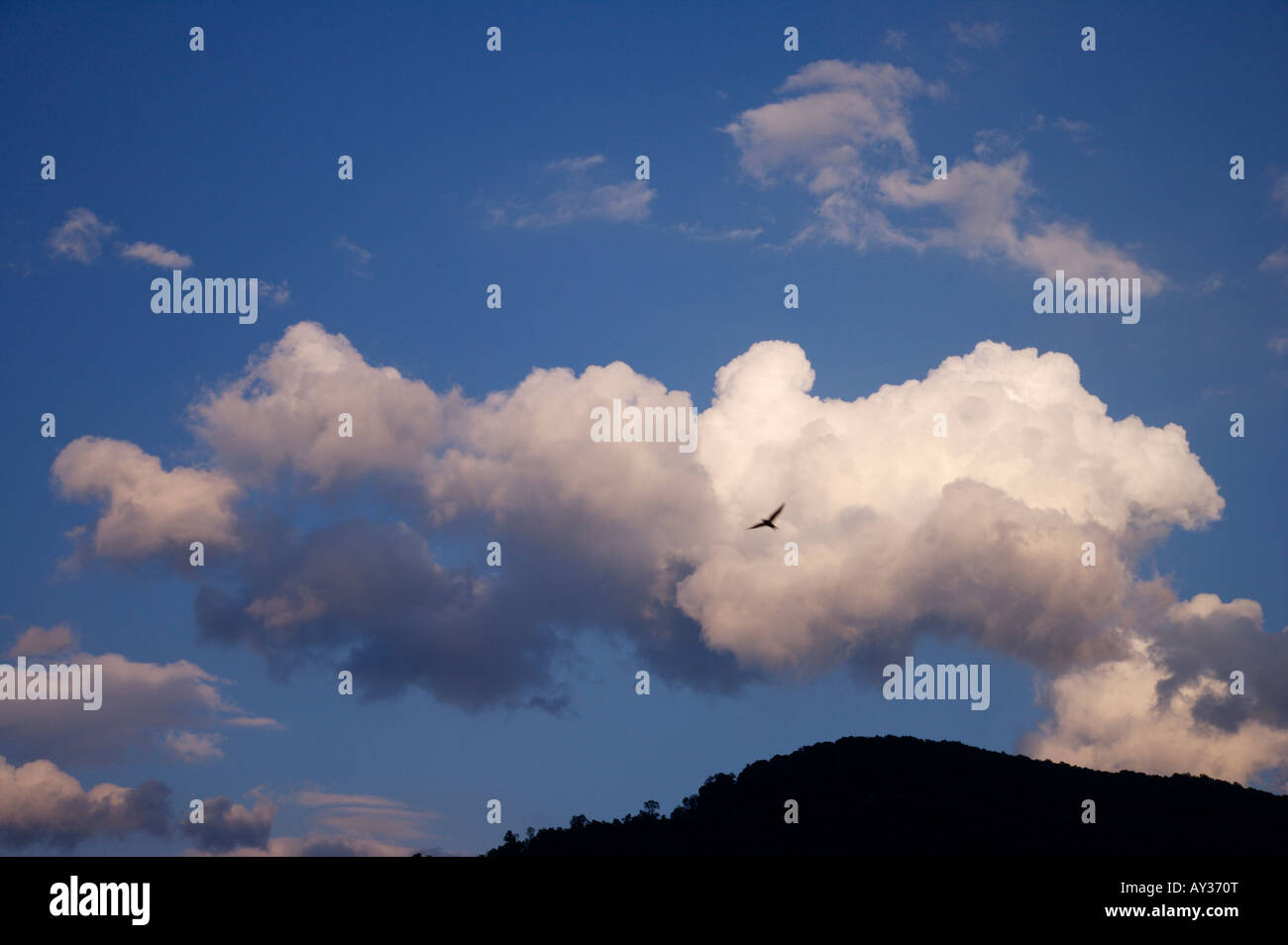 Bird flying in front of cloud formation over mountain Stock Photo - Alamy