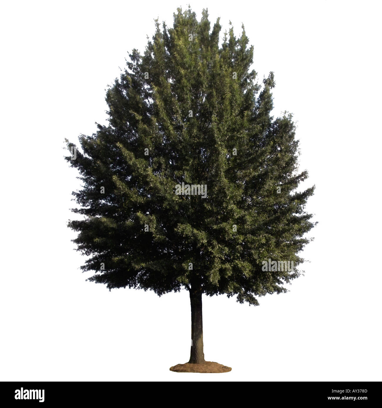 Bradford pear tree Stock Photo - Alamy