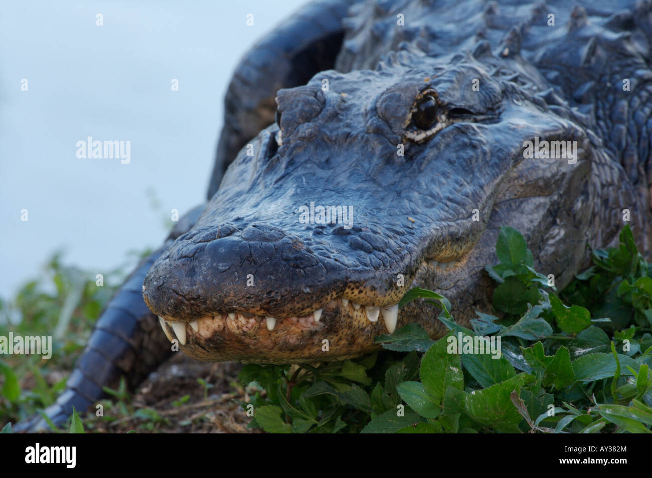 American Alligator Alligator mississippiensis Everglades National Park ...