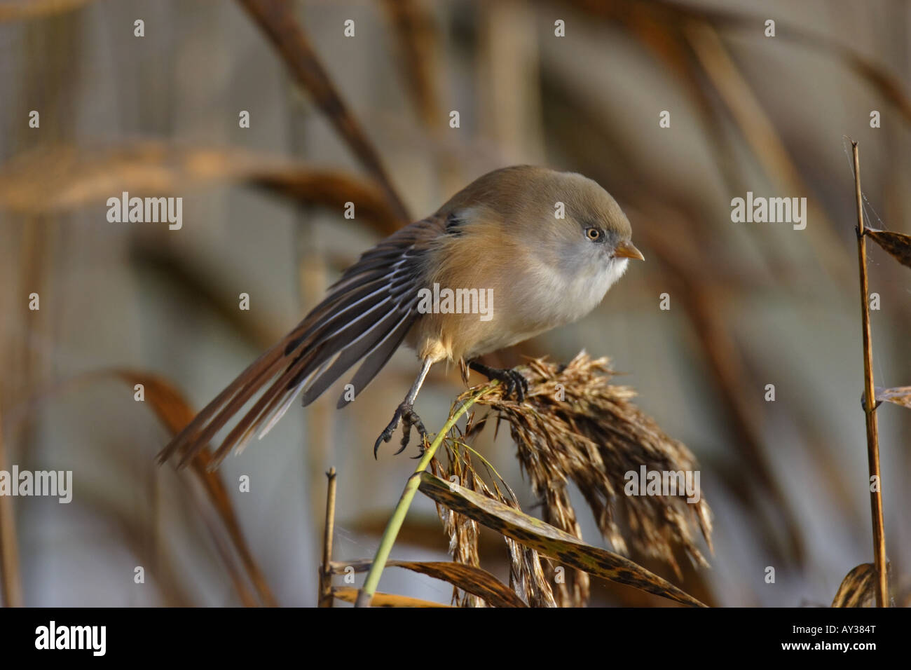 Bartmeise Panurus biarmicus Timaliidae female Stock Photo - Alamy