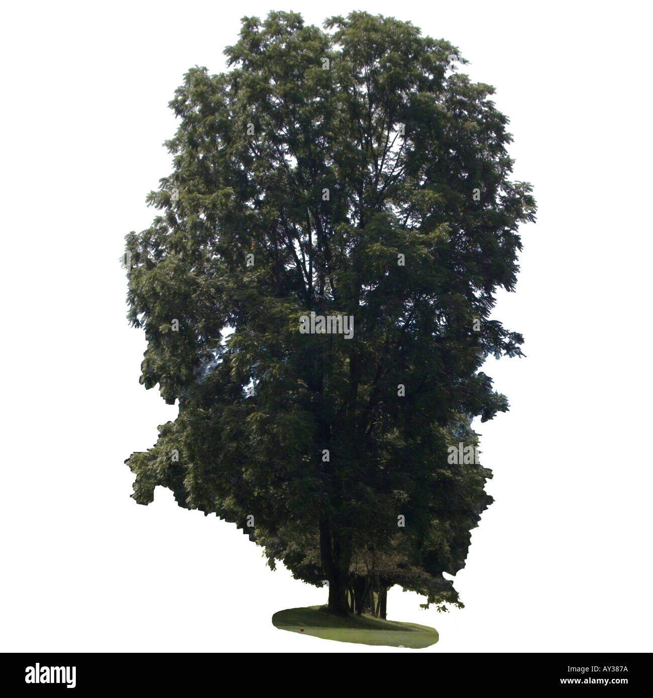 Sugarberry hi-res stock photography and images - Alamy