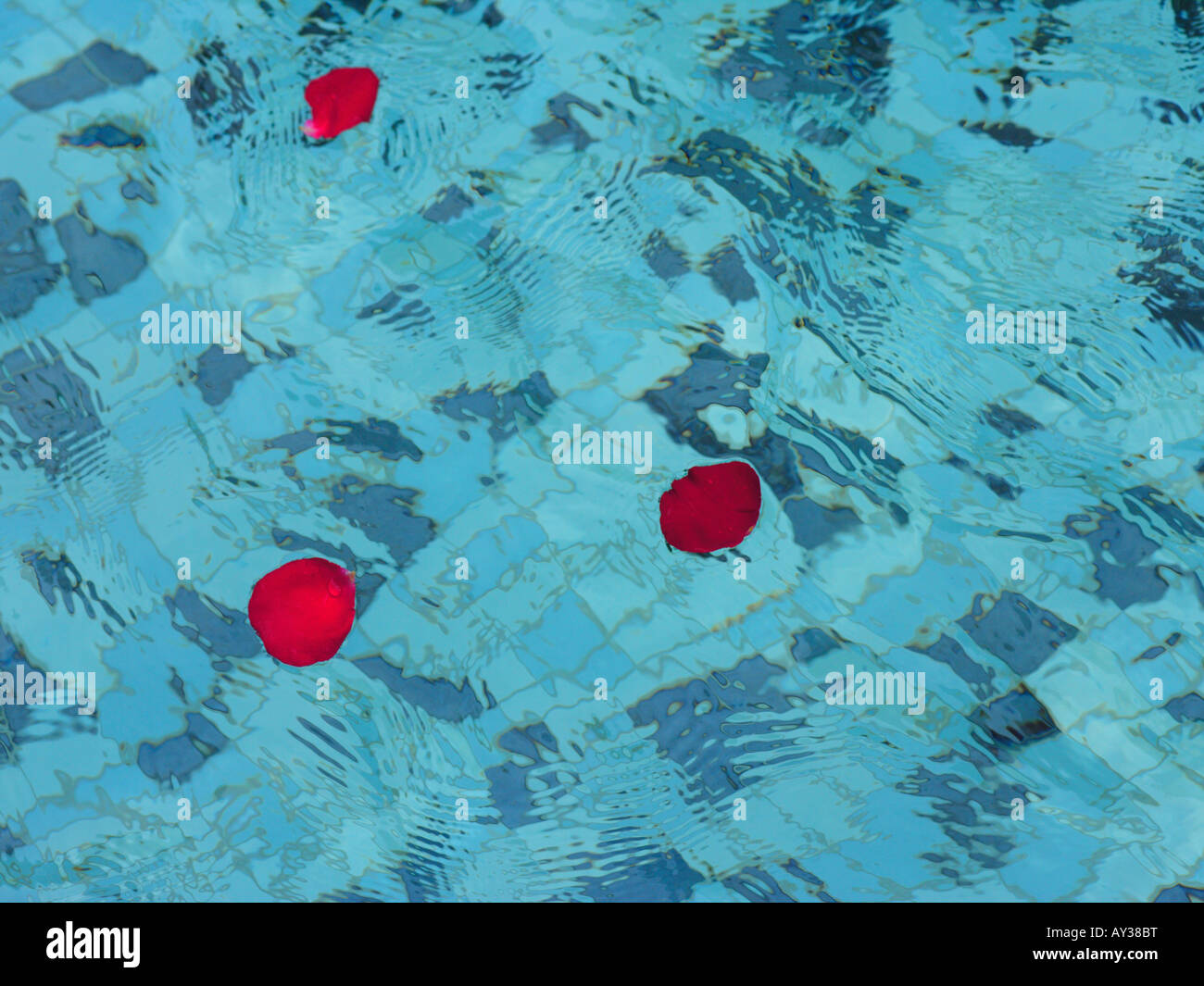 Close-up of rose petals floating on the surface of a pool Stock Photo ...