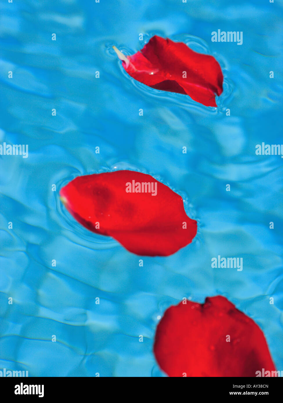 Close-up of rose petals floating on the surface of a pool Stock Photo ...
