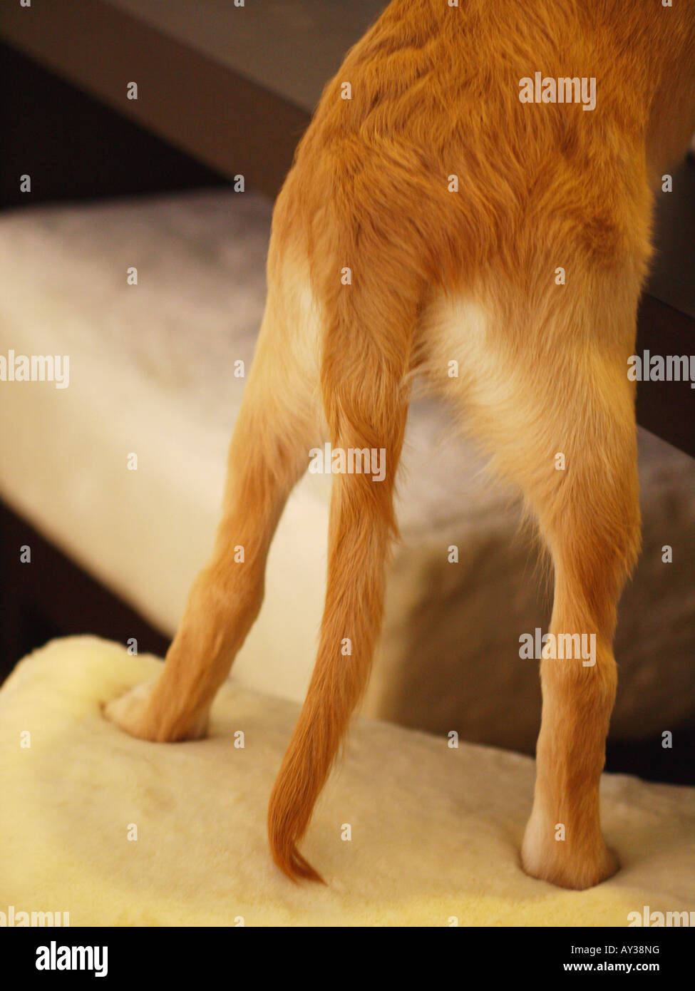 Golden retriever dog leg hi-res stock photography and images - Alamy
