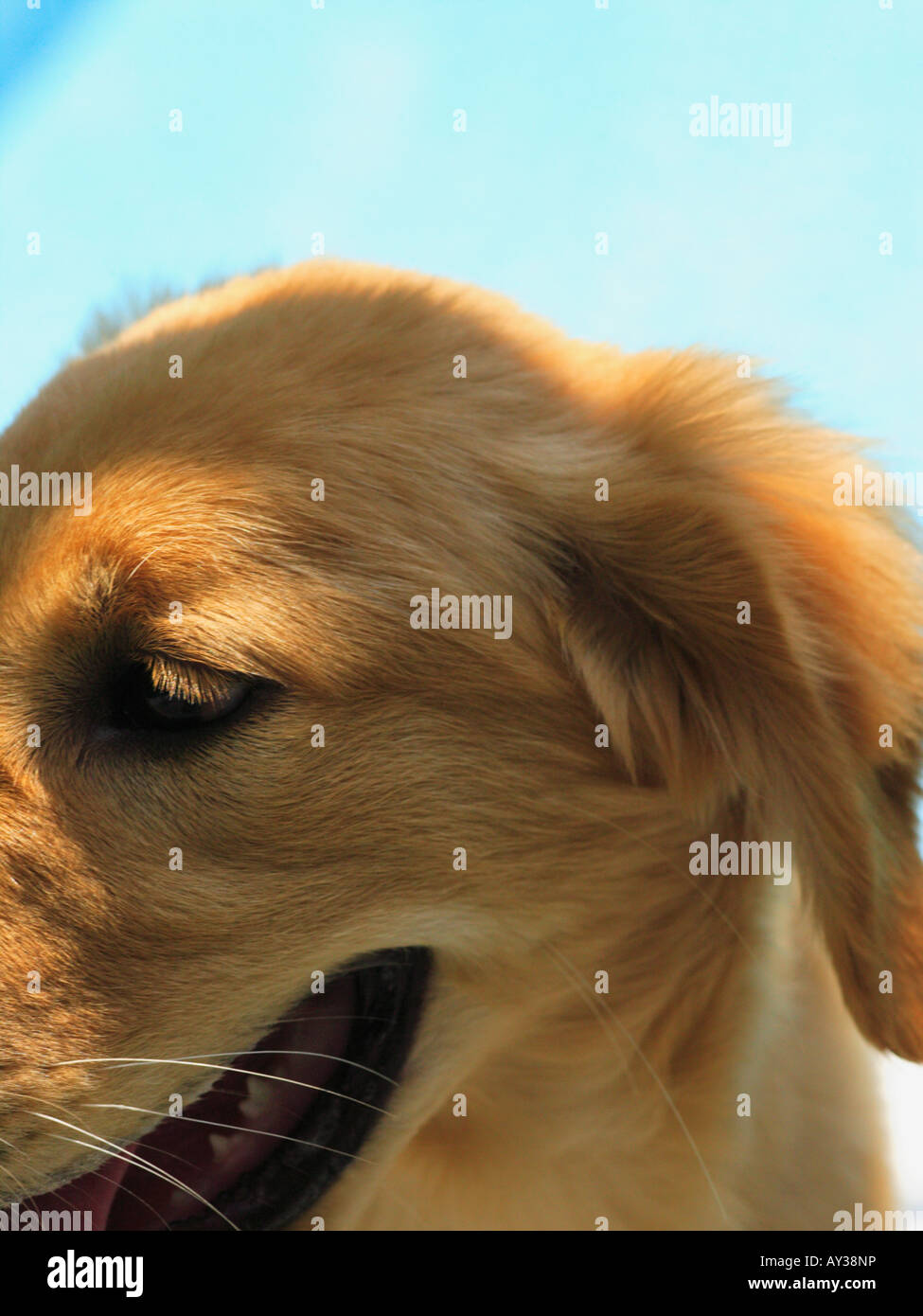 Close-up of a golden retriever dog Stock Photo - Alamy