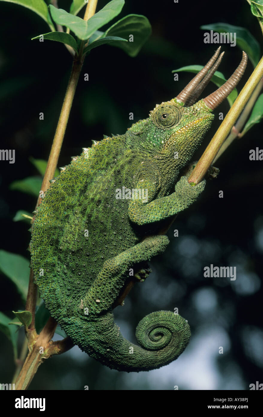 Jacksons chameleon chamaeleo jacksonii hi-res stock photography and ...