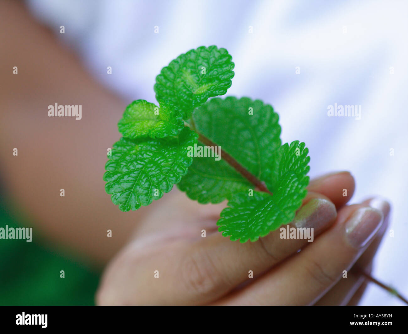 Mid section view of a woman holding a sprig of mint Stock Photo - Alamy