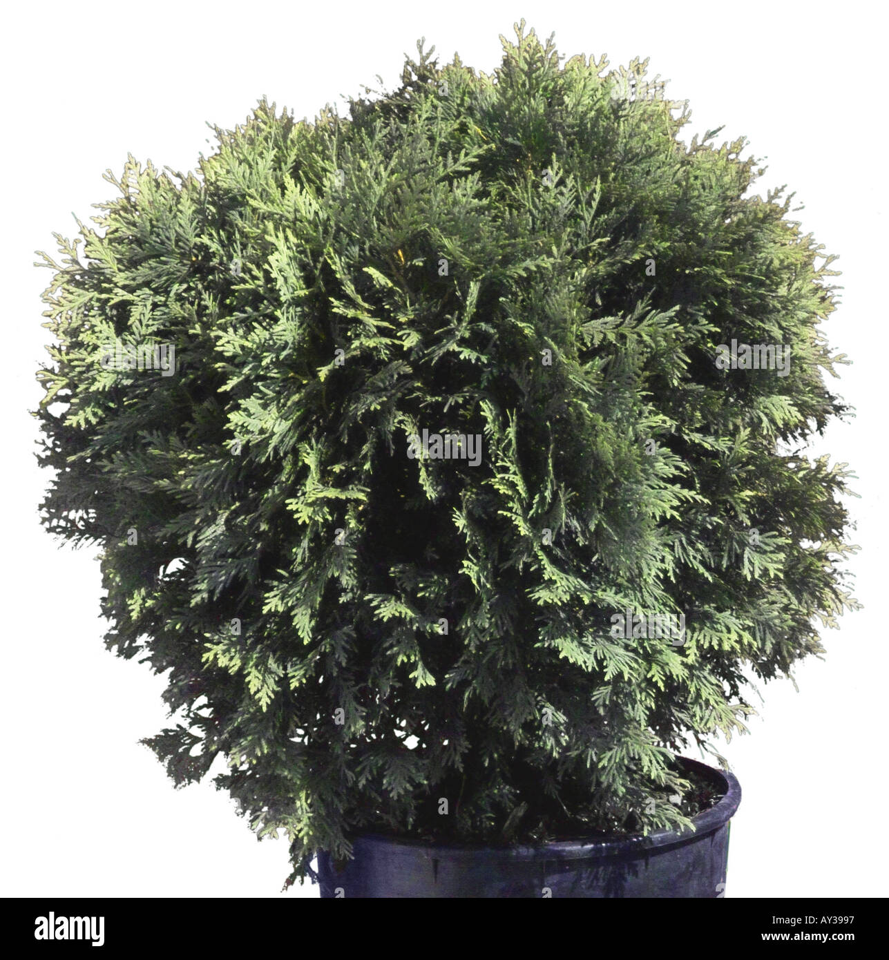 Hinoki hi-res stock photography and images - Alamy