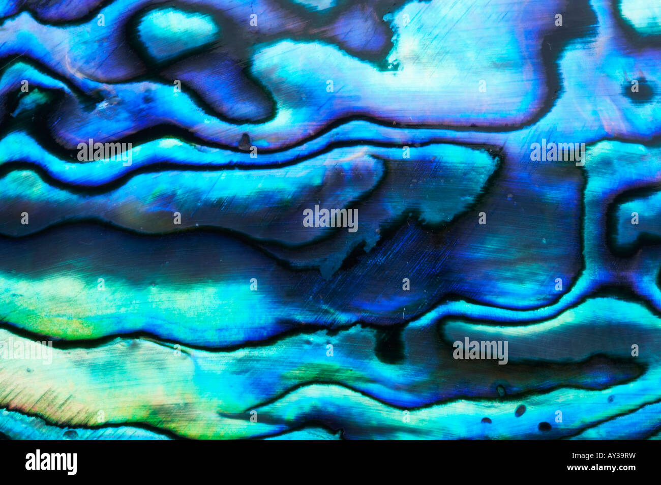 Paua Shell Abalone Stock Photo - Alamy