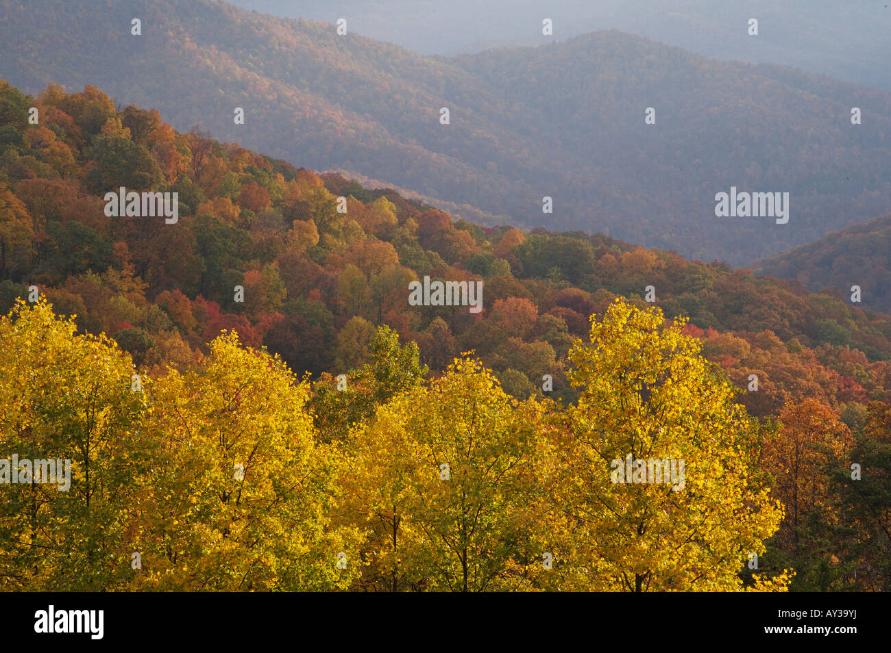 Mountainside covered with trees in fall foliage and illuminated by the ...