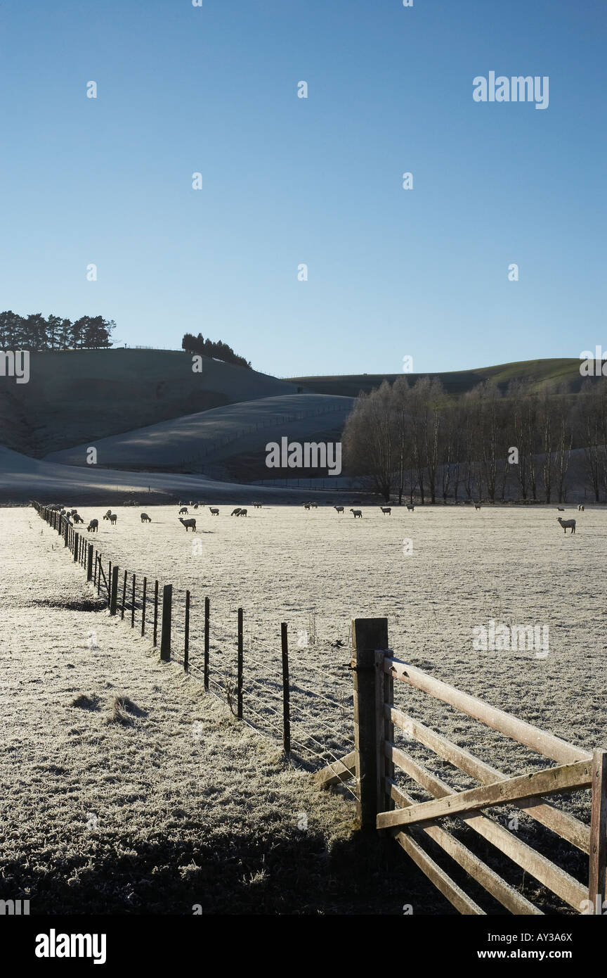 Early Light on Fence and Frosty Farmland near Waitahuna Otago South ...