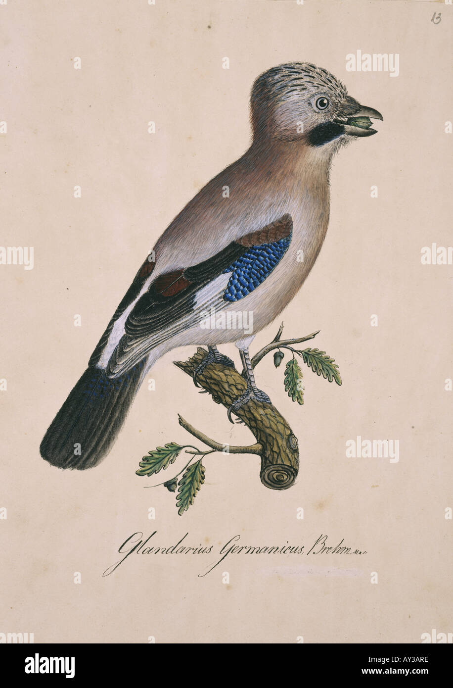 Eurasian blue jay hi-res stock photography and images - Alamy