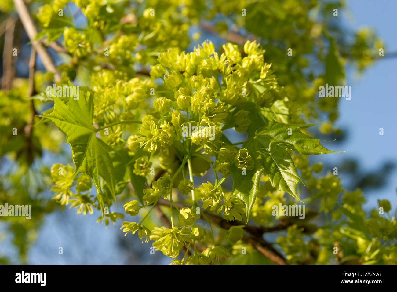 Blomklase hi-res stock photography and images - Alamy