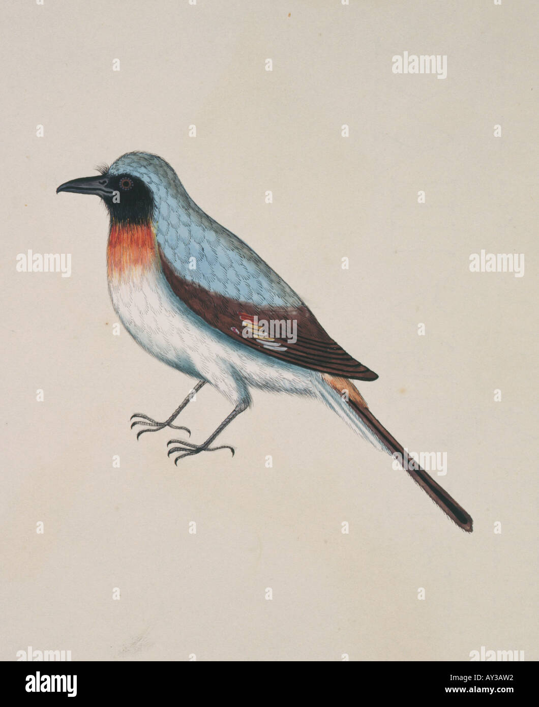 Minivet india hi-res stock photography and images - Alamy