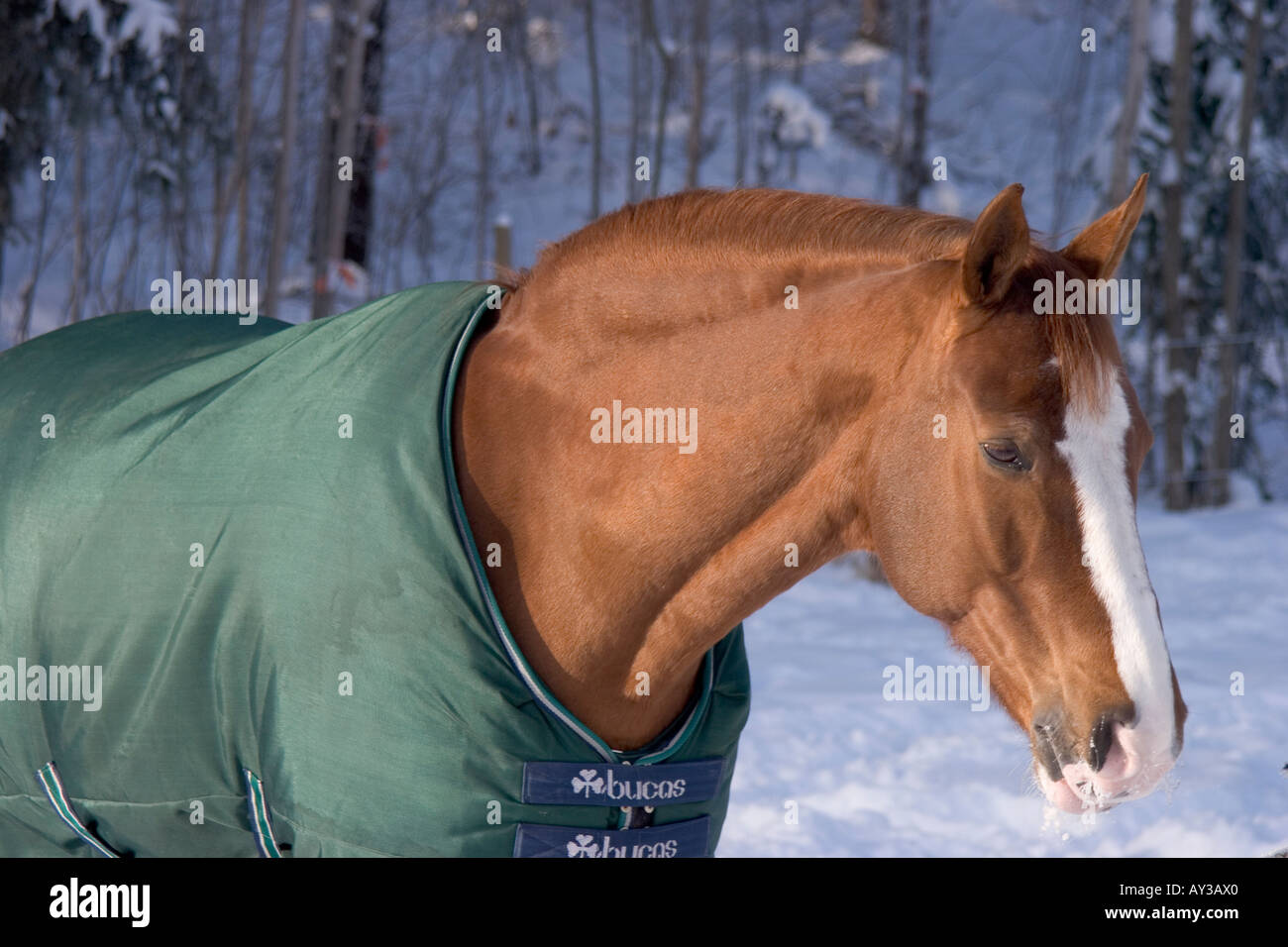 Frostbitten ear hi-res stock photography and images - Alamy