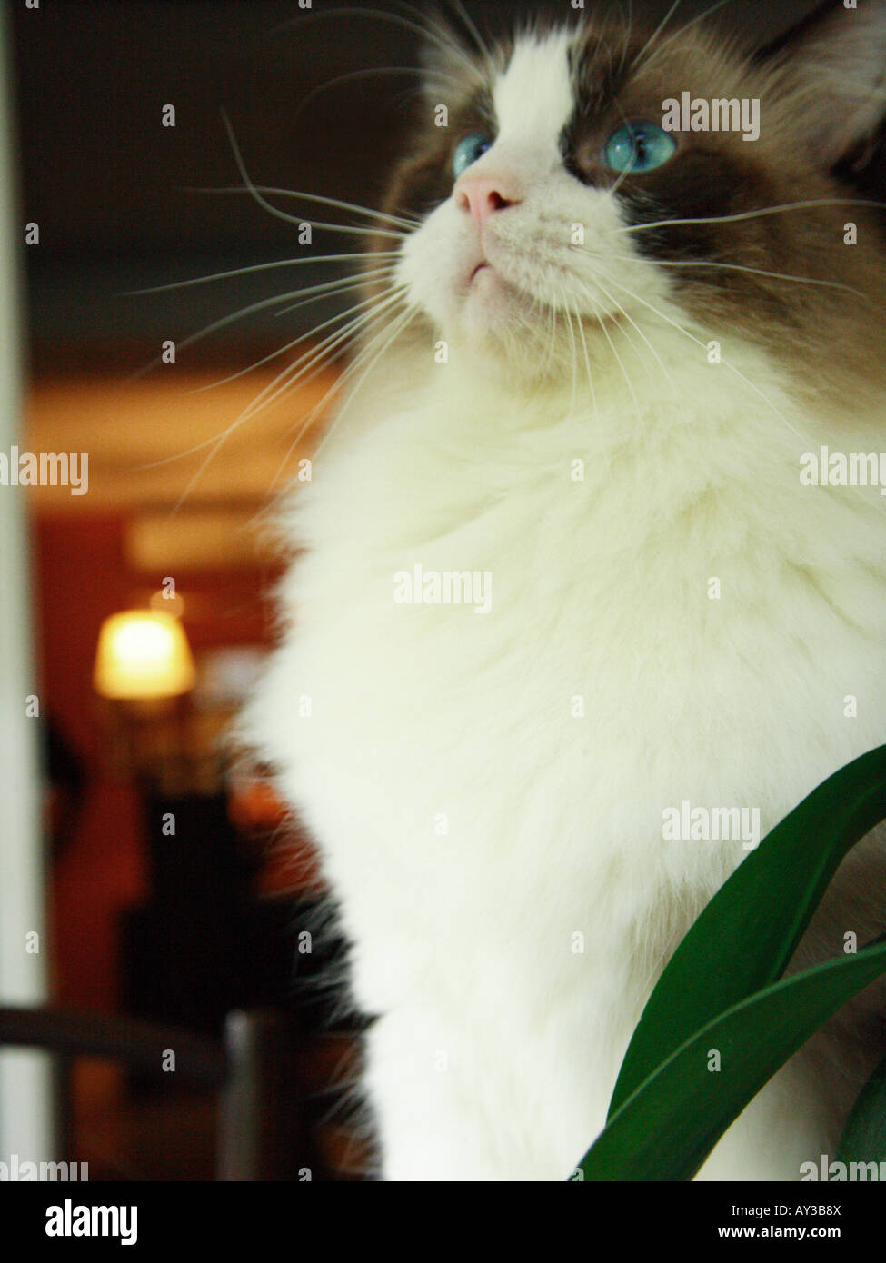 Ragdoll cat adult hi-res stock photography and images - Alamy