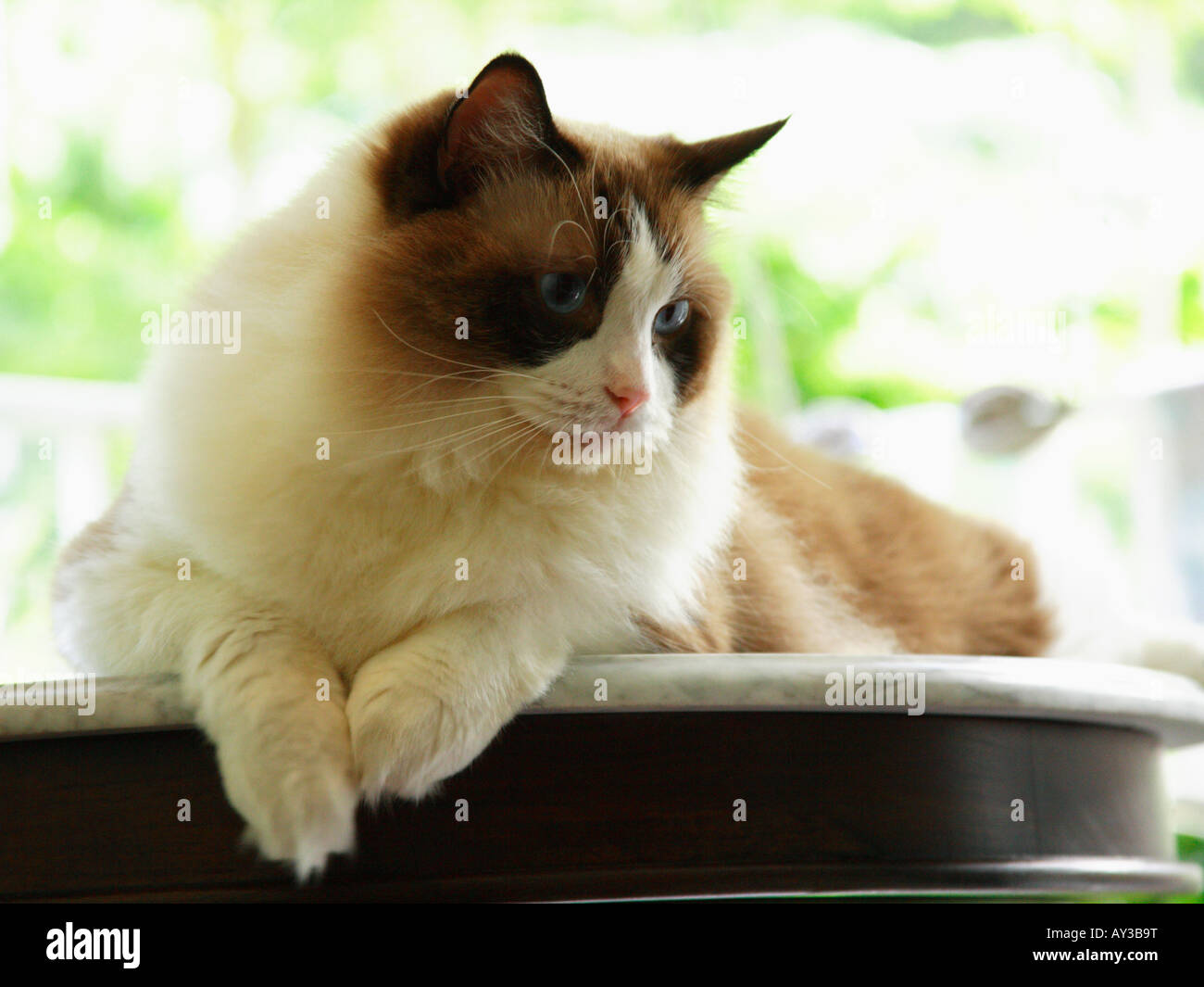 Ragdoll cat adult hi-res stock photography and images - Alamy