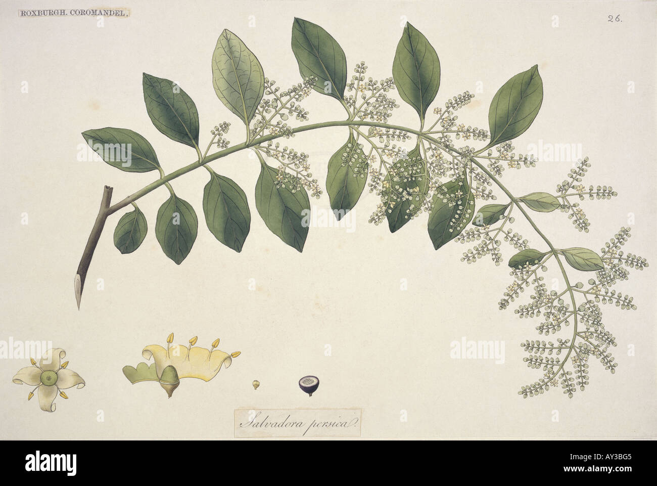 Toothbrush Tree High Resolution Stock Photography and Images - Alamy