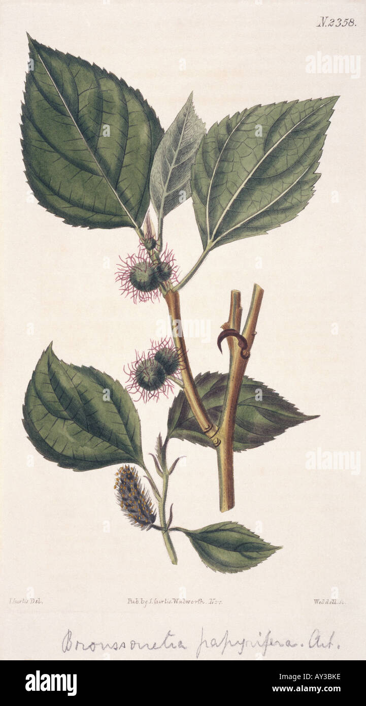 Broussonetia hi-res stock photography and images - Alamy