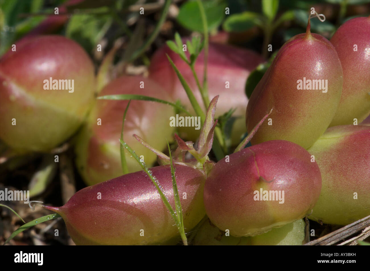 Endangered Pyne s ground plum astragalus bibullatus Plant Flat Rock ...