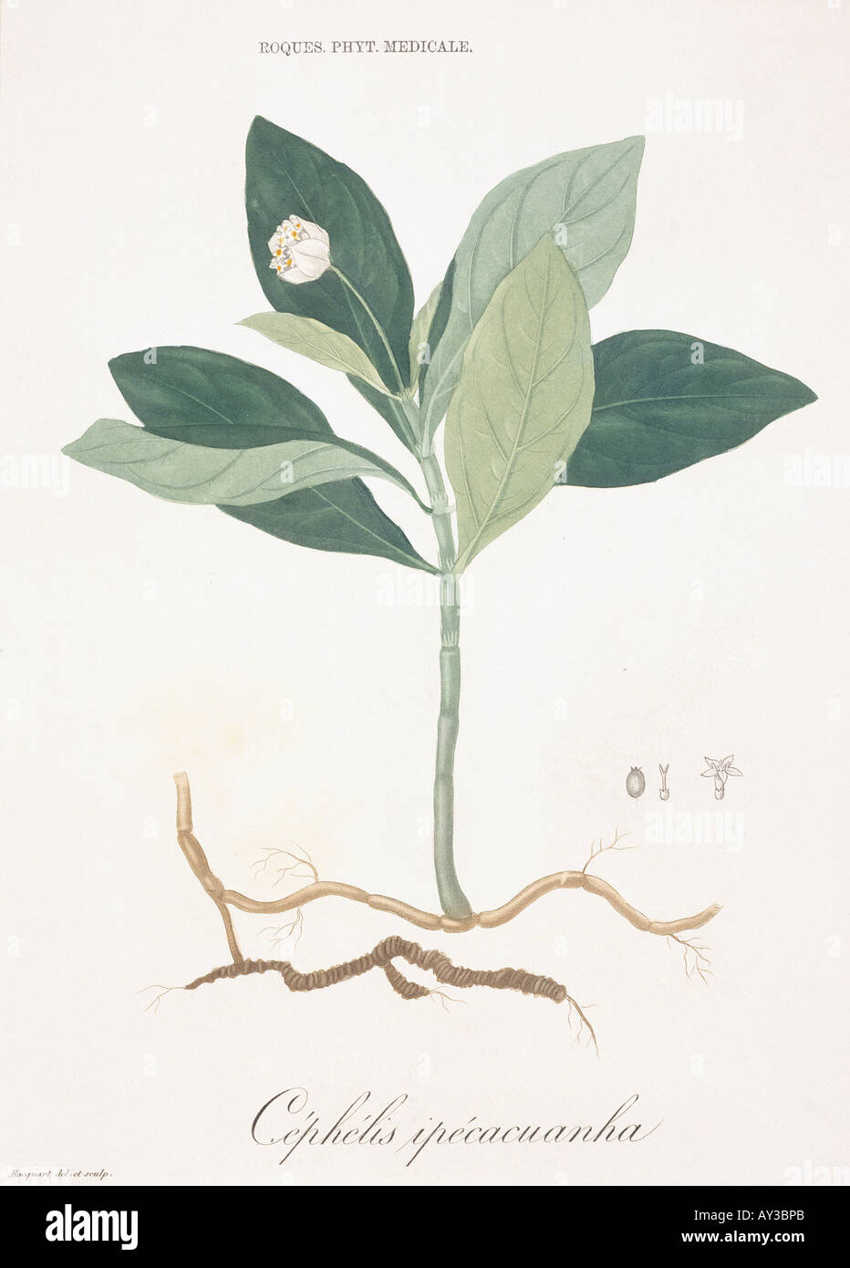 Cephaelis ipecacuanha ipecac Stock Photo - Alamy
