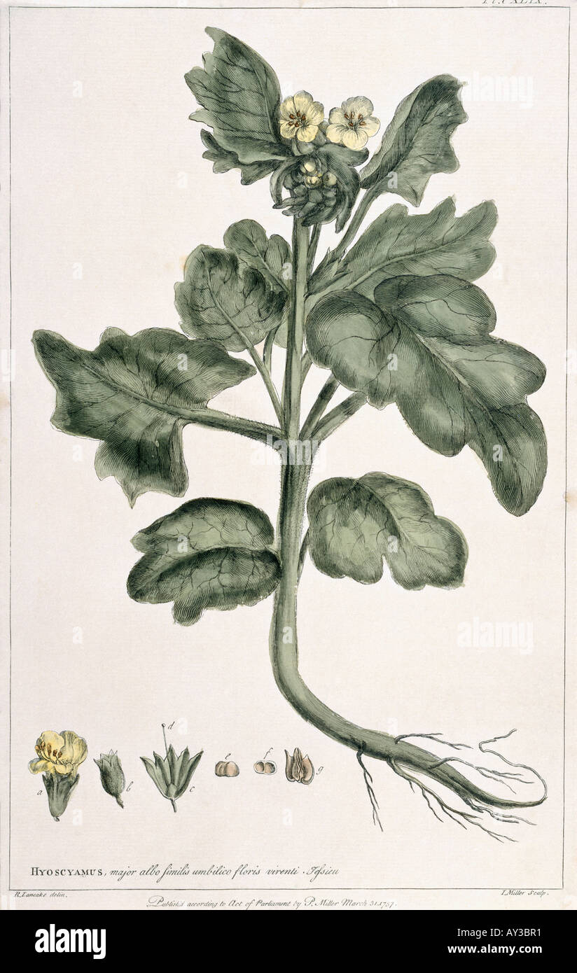 Drawing of henbane hi-res stock photography and images - Alamy