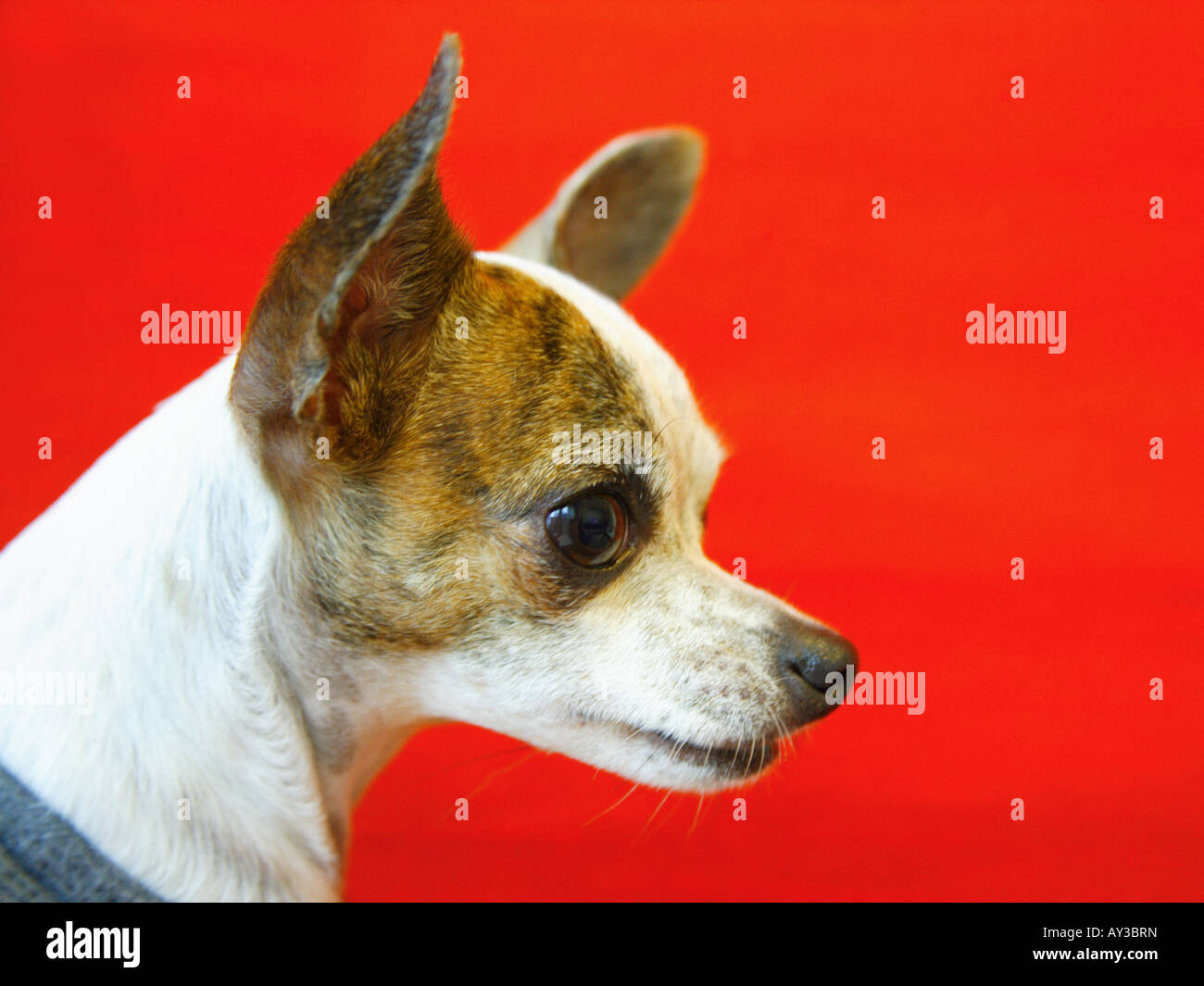 Side profile of a Chihuahua puppy Stock Photo - Alamy