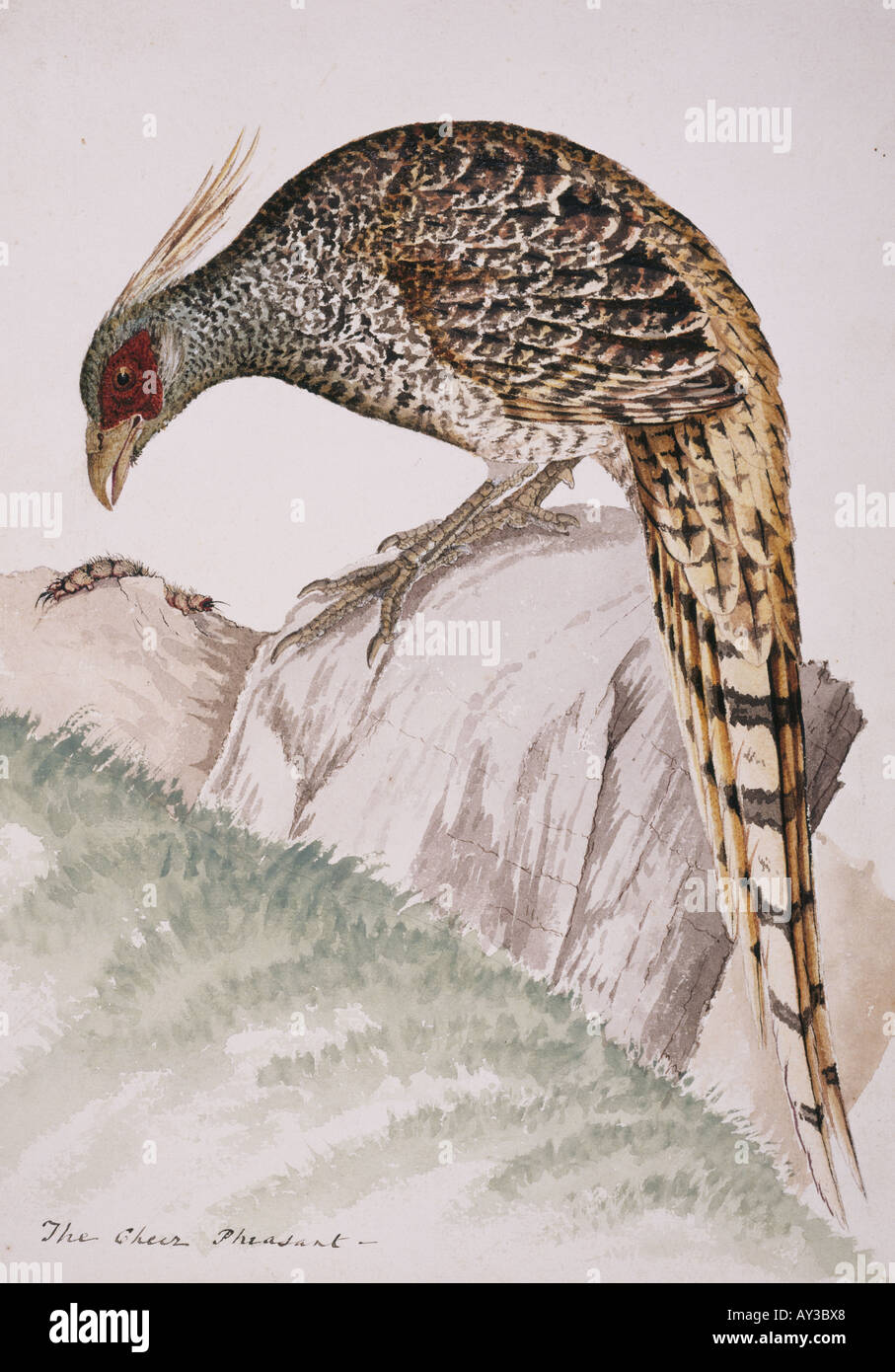 Catreus wallichii cheer pheasant Stock Photo - Alamy