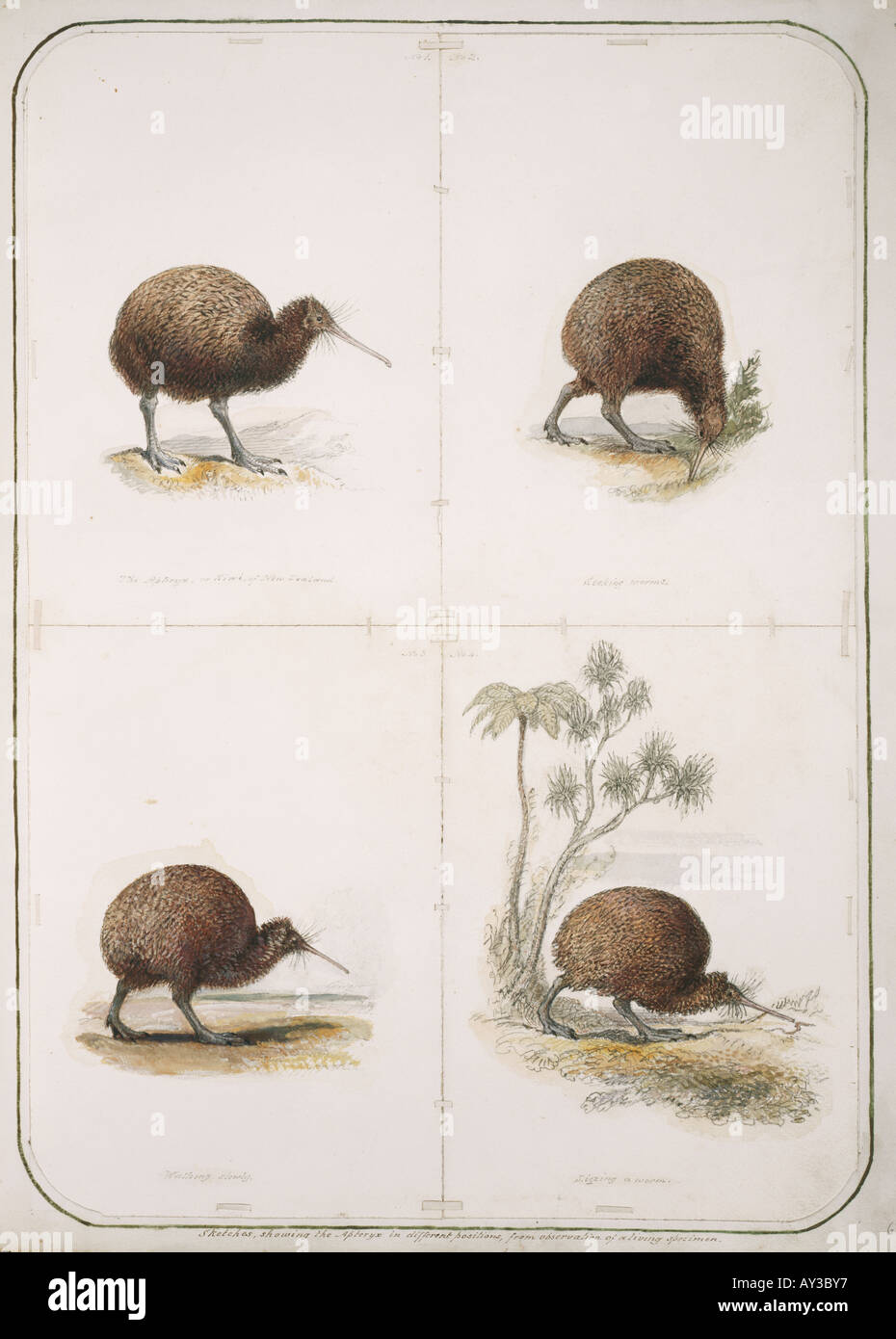 Apteryx Australis High Resolution Stock Photography and Images - Alamy