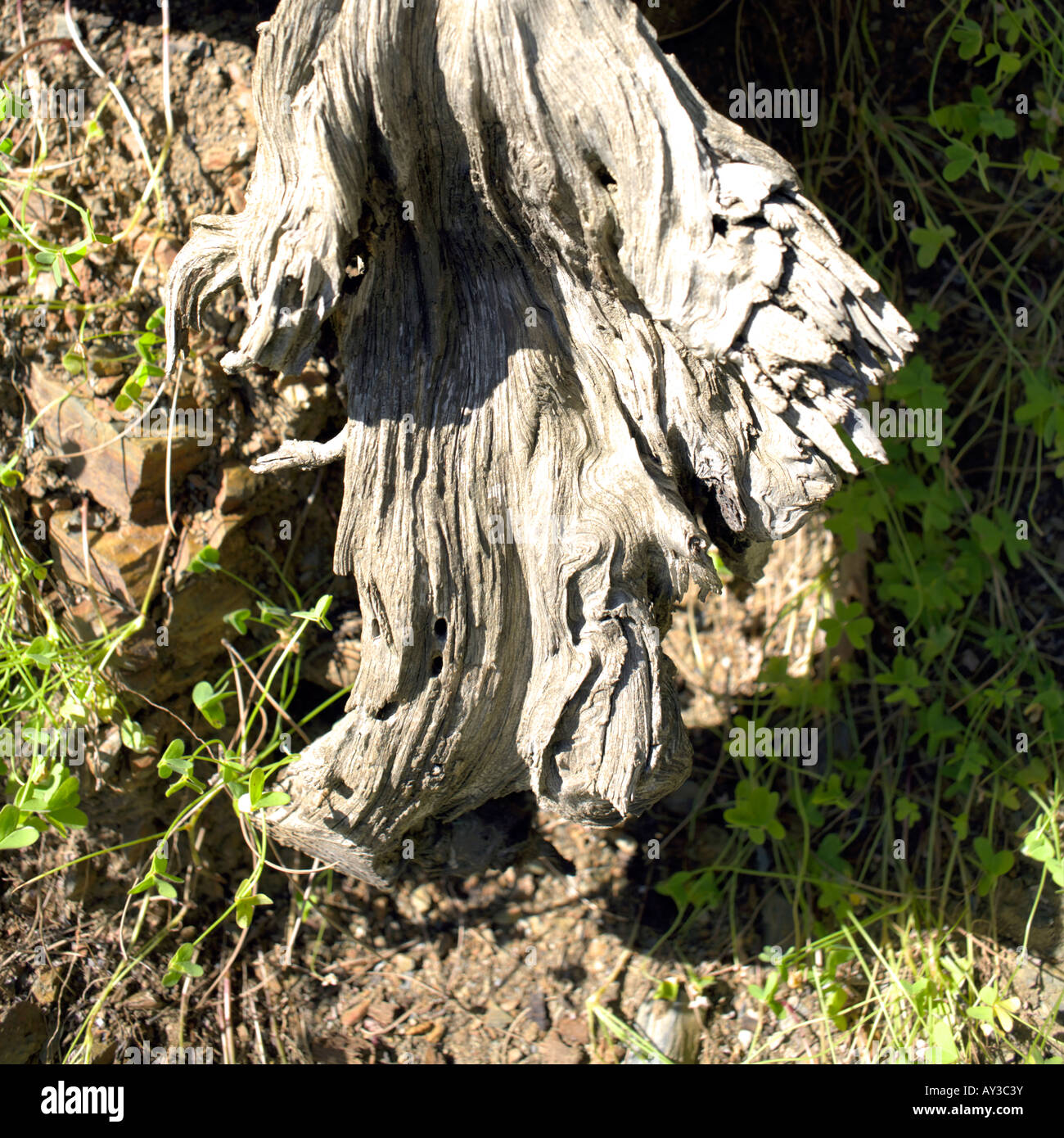 Old Gnarled Tree Stump High Resolution Stock Photography and Images - Alamy