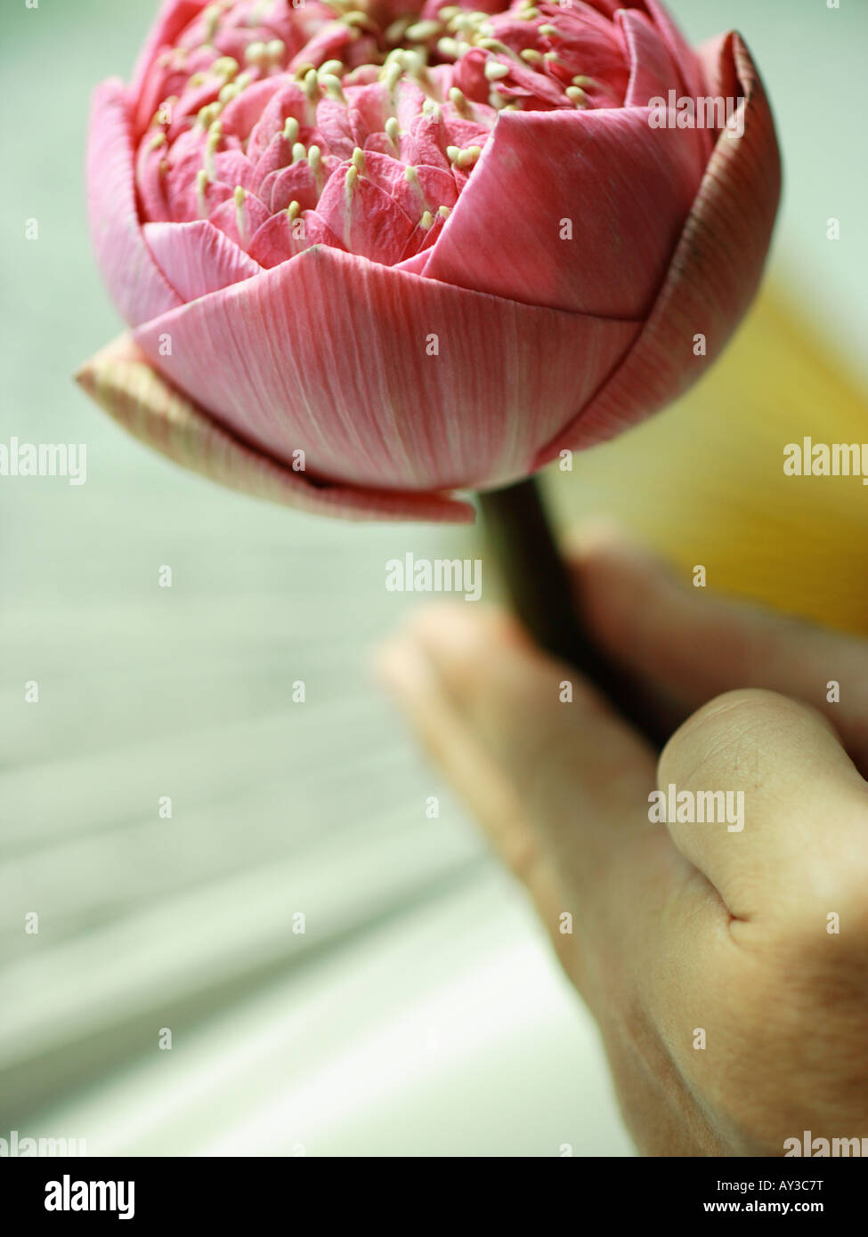 Close-up of a person's hands holding a lotus flower Stock Photo - Alamy