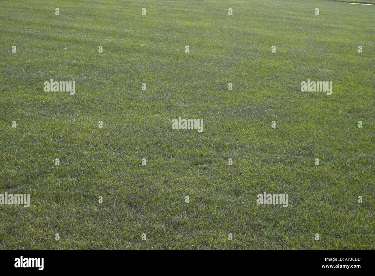Grass turf yard Lawn green Stock Photo - Alamy
