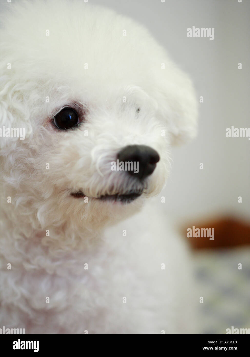 Adult male bichon frise dog hi-res stock photography and images - Alamy