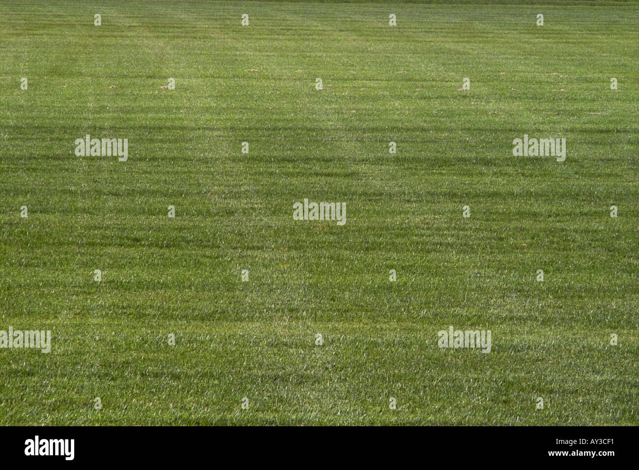 Grass turf yard Lawn green Stock Photo - Alamy
