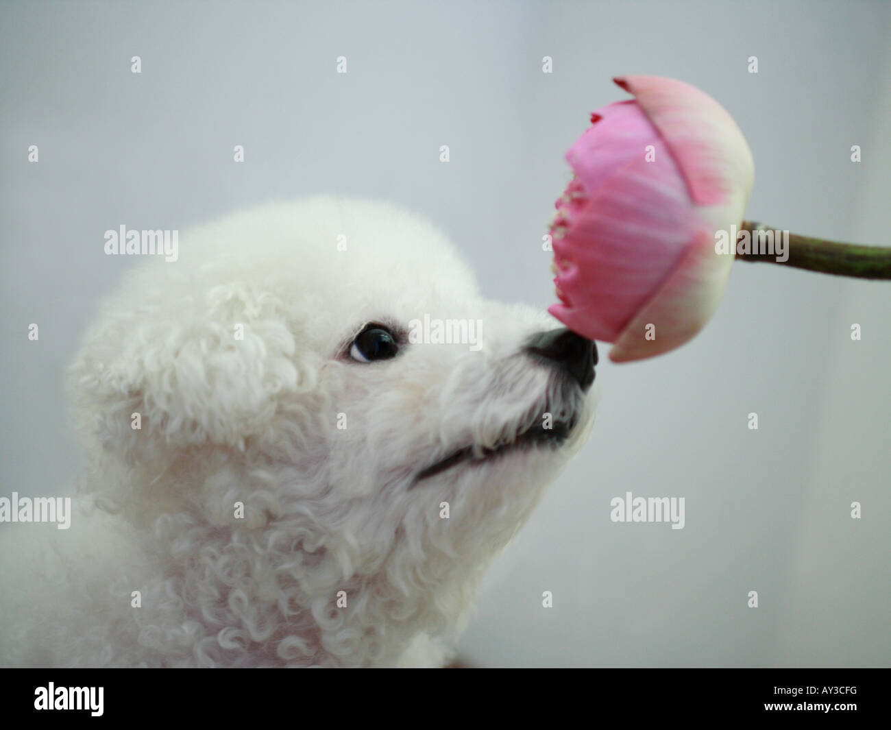 Bichon frise and lotus hi-res stock photography and images - Alamy