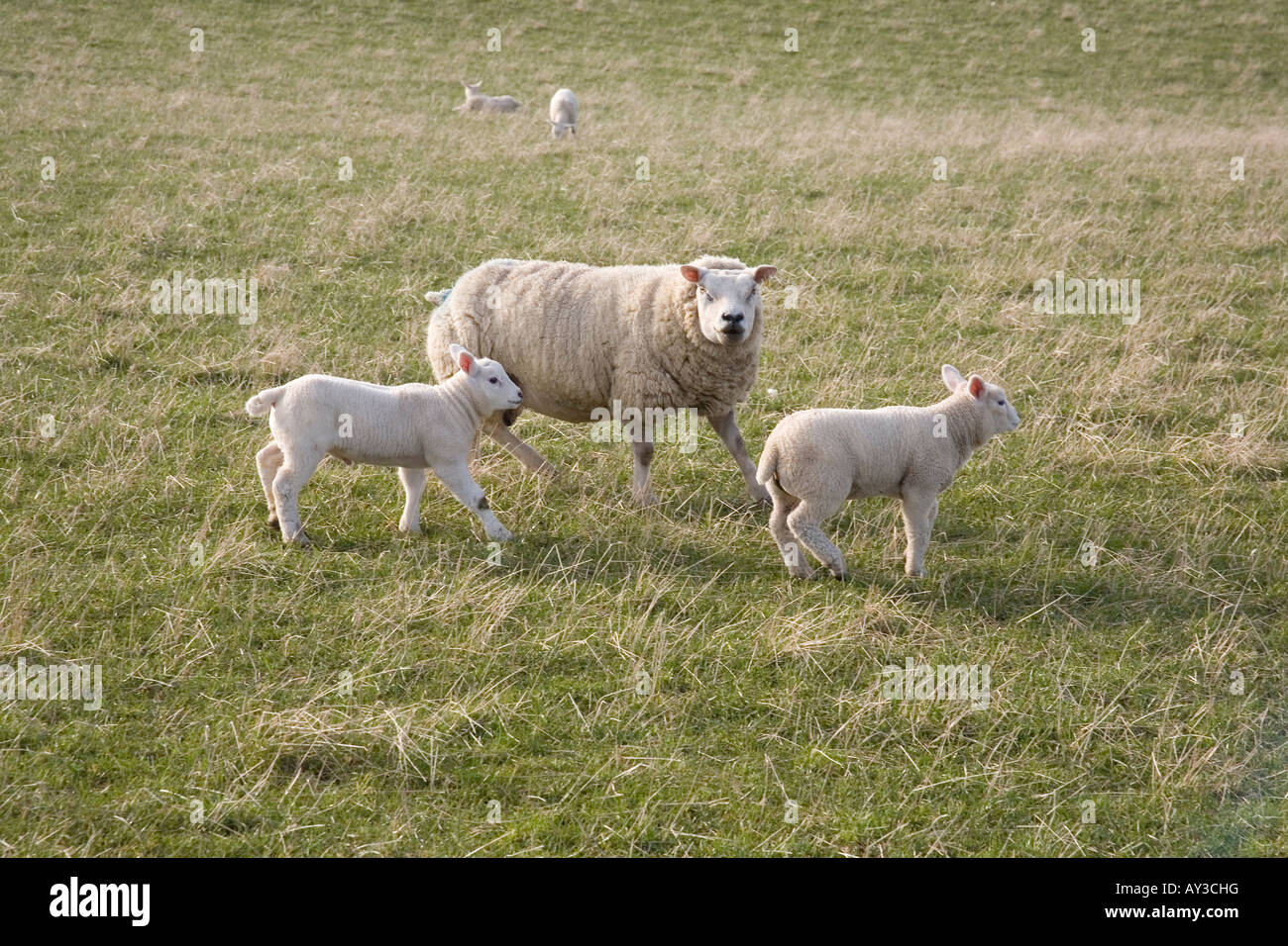 Lambs, Northumberland, England Stock Photo - Alamy